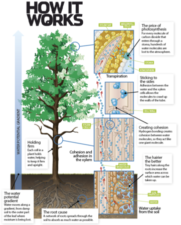 How do plants transport water? – How It Works