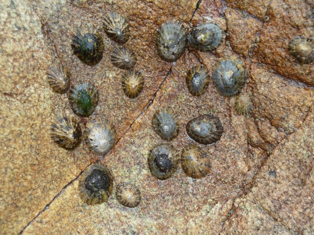 Life in a rock pool – How It Works