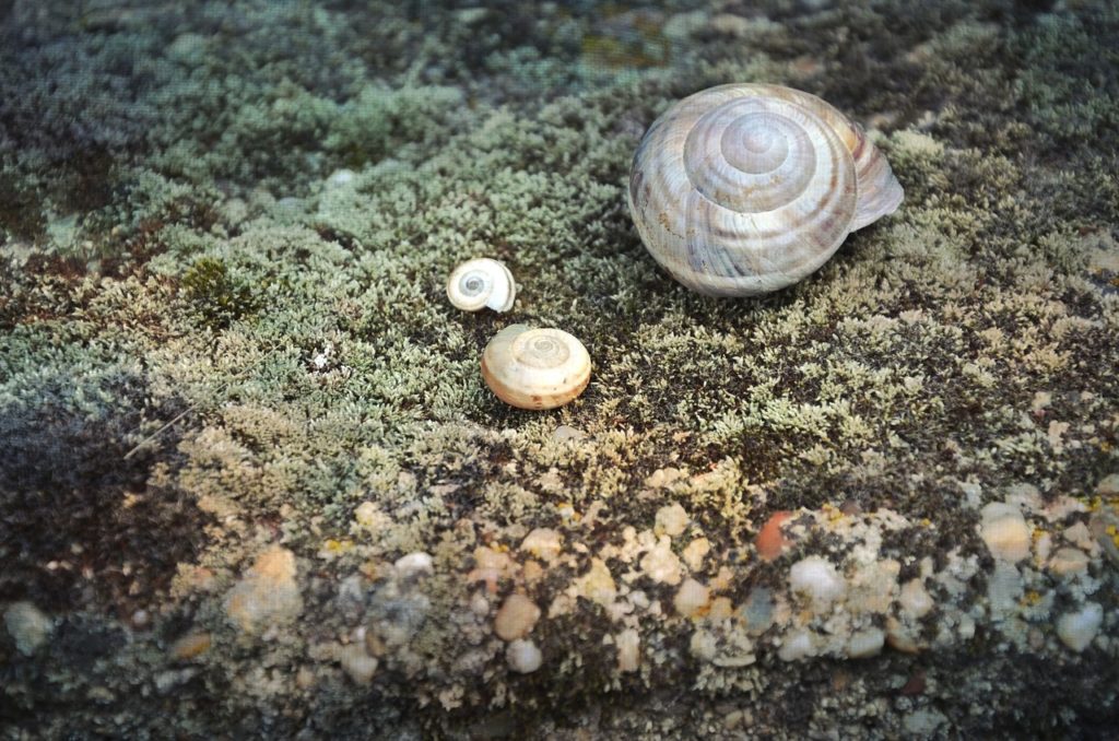 Life in a rock pool – How It Works