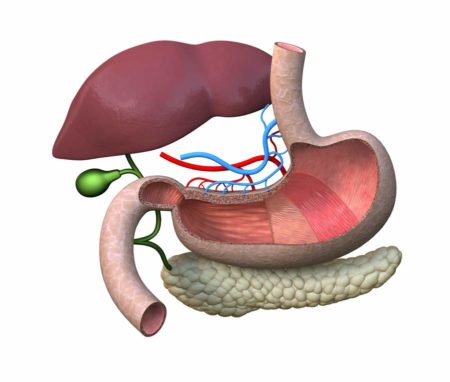 What happens in the stomach? – How It Works