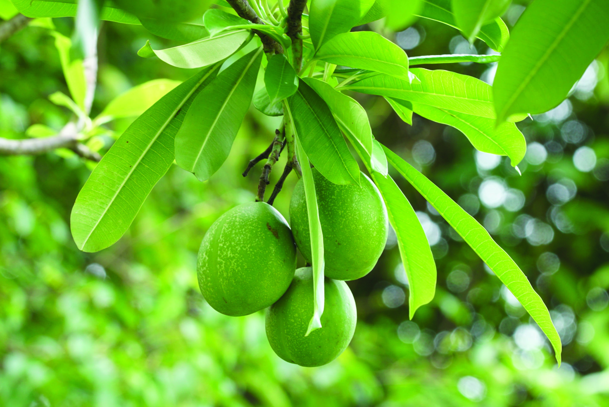 10 of the most poisonous plants on Earth – How It Works