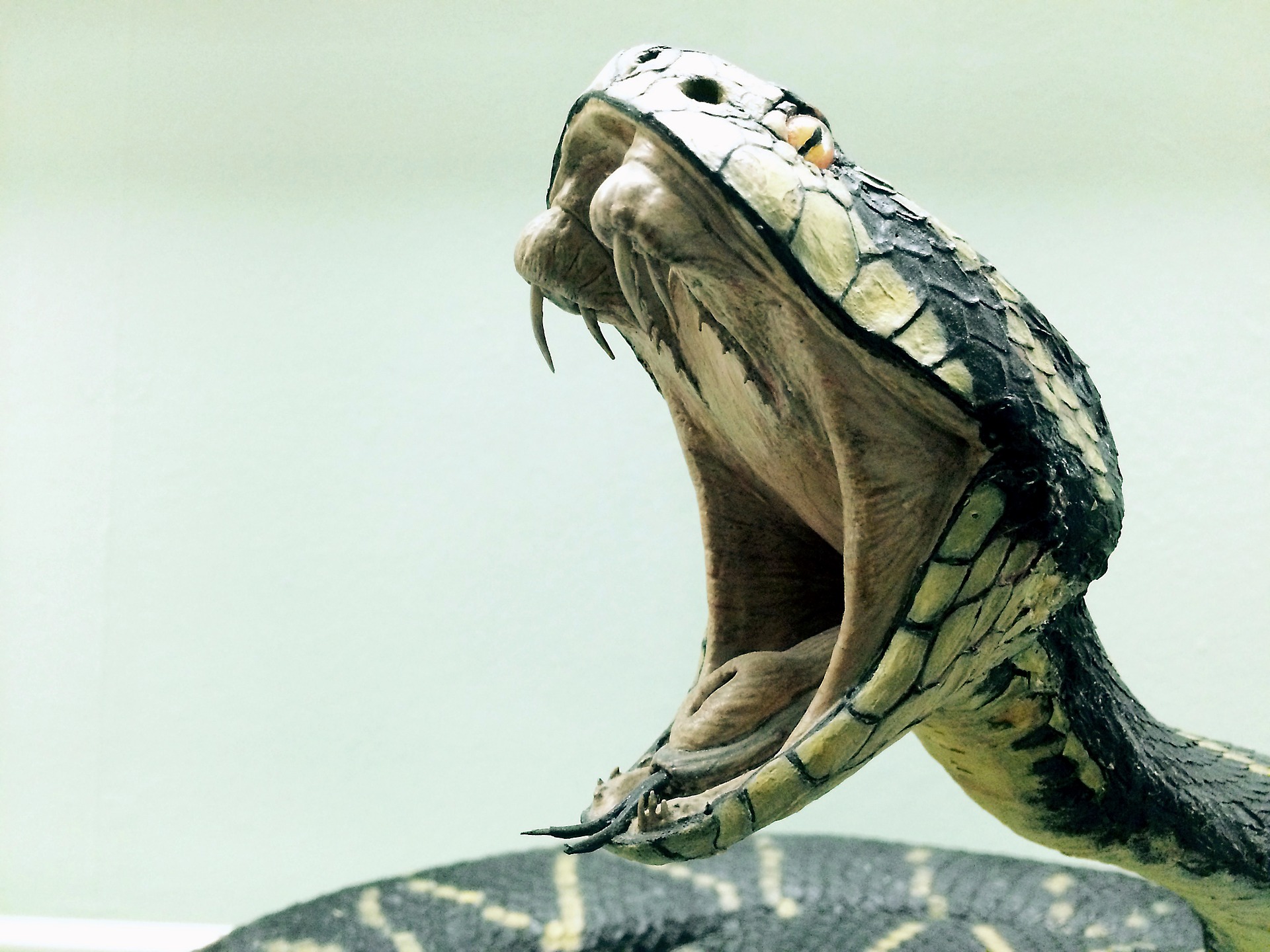 What in a snake's venom makes it poisonous? – How It Works