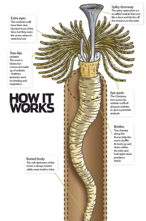 Meet the Christmas tree worm – How It Works
