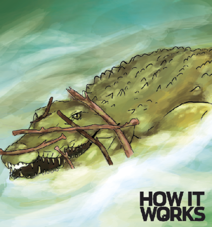 5 amazing animals that learnt how to use tools – How It Works