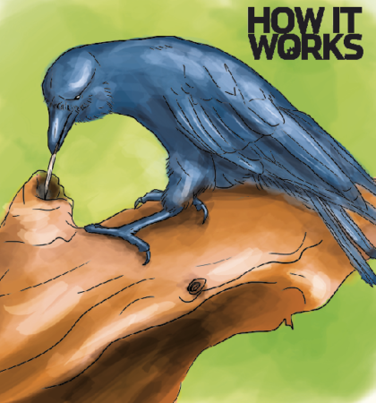 5 amazing animals that learnt how to use tools – How It Works