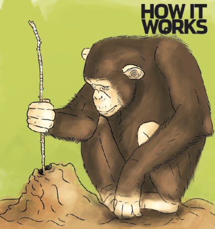 5 amazing animals that learnt how to use tools – How It Works