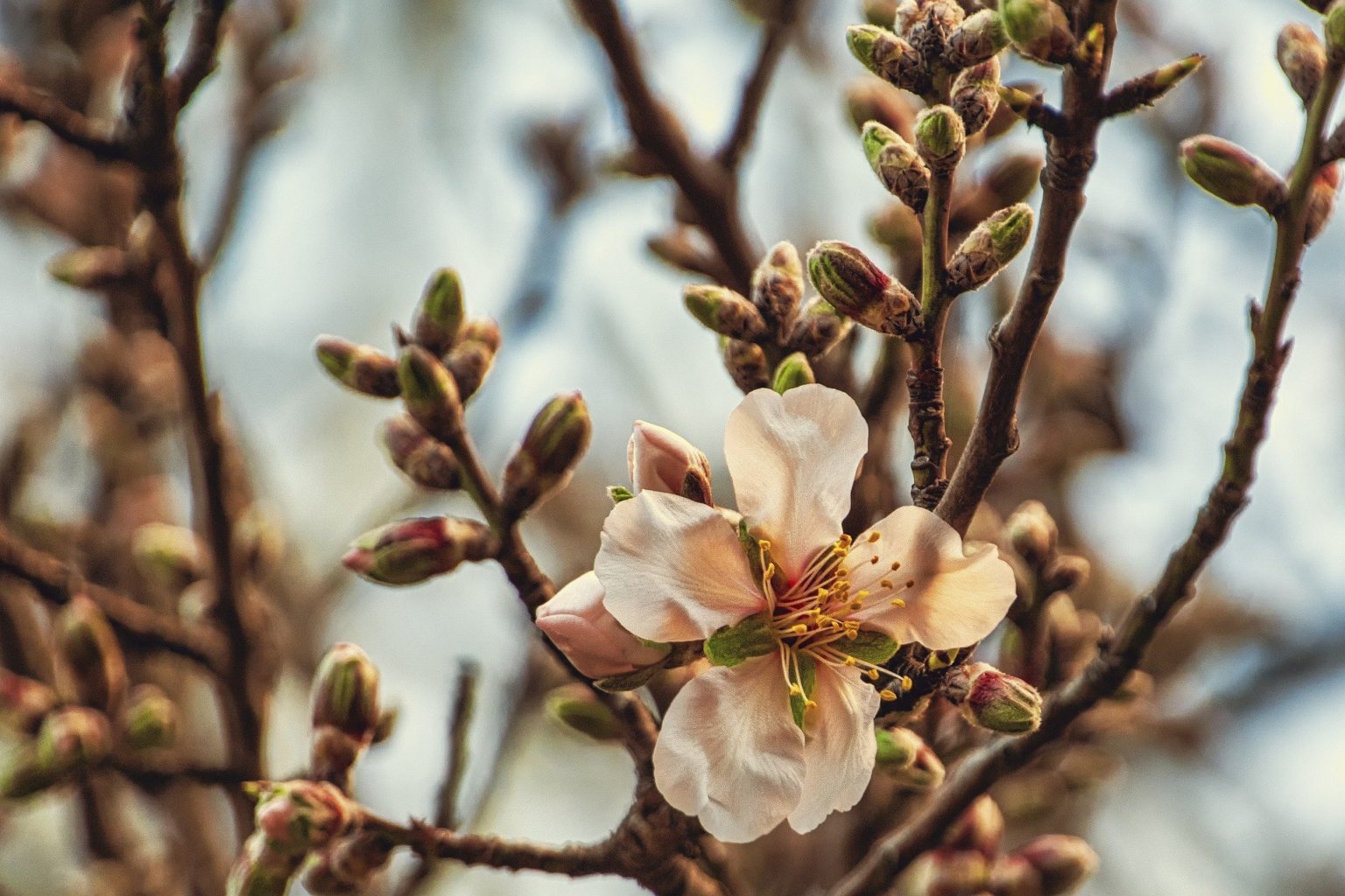 Identifying spring buds – How It Works