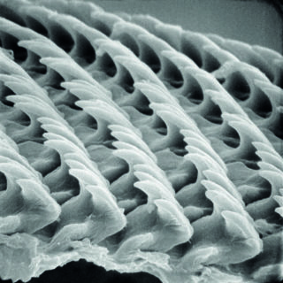 How many teeth does a snail have? – How It Works